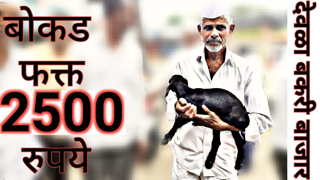 देवळा बोकड बाजार : bokad palan : बोकड पालन - YouTube