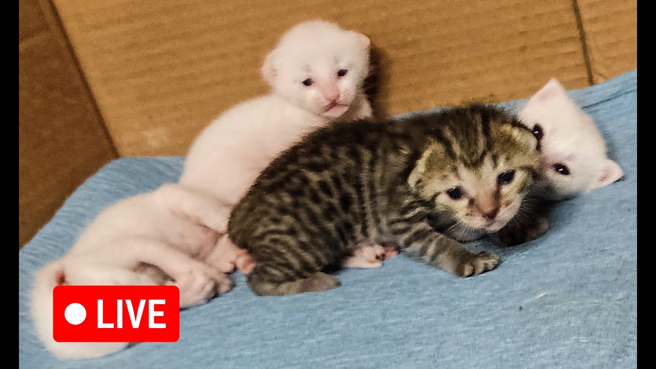 kittens live stream with street cat Snow and her 4 newborn kittens - 33 ...