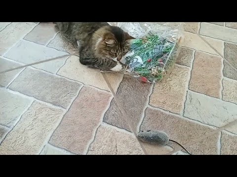 Linci Brincando Com o Ratinho de Brinquedo - YouTube
