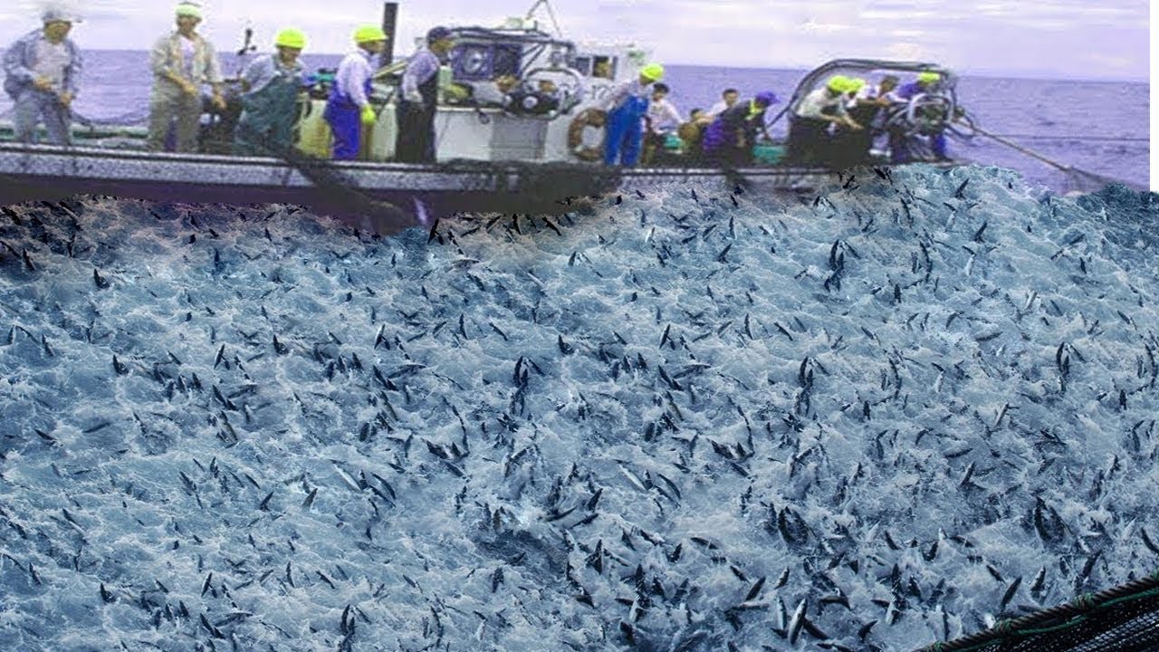 Life On Largest Vessel Commercial Net Fishing. Caught too many mackerel ...