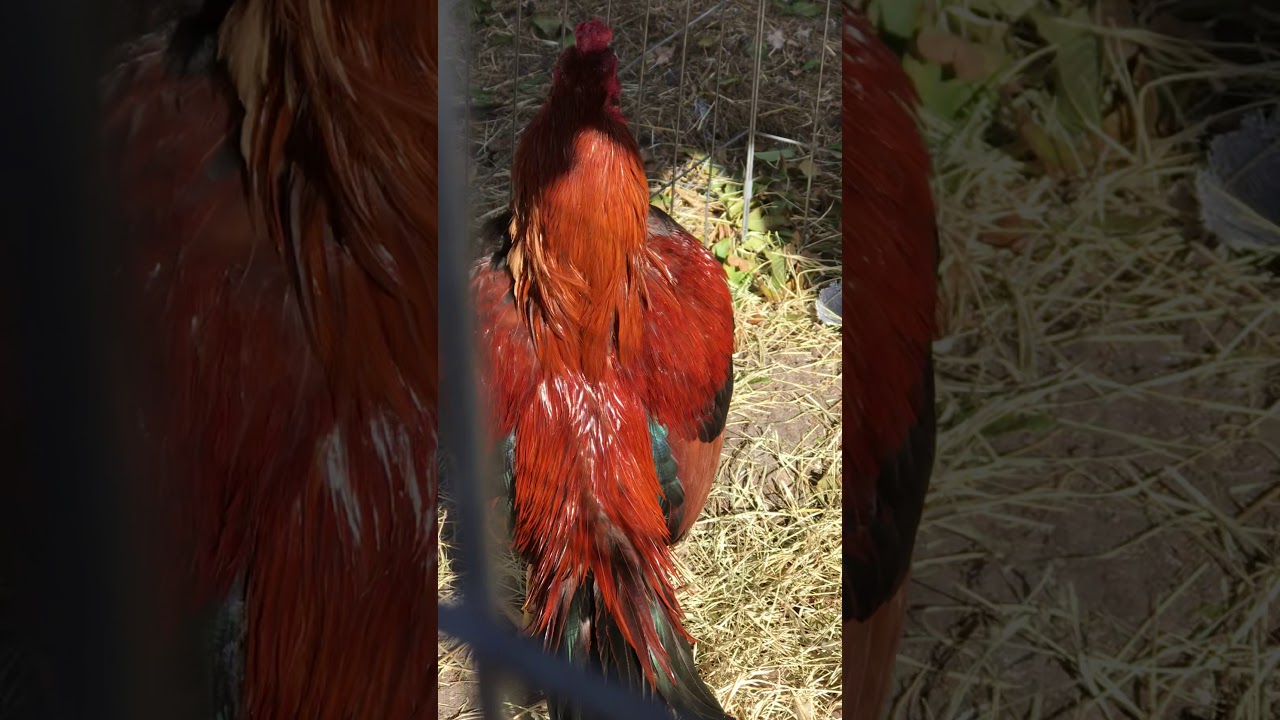 Bobby Boles Asil pure power! - YouTube