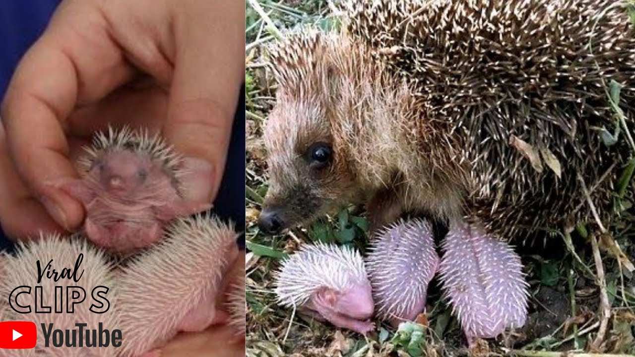 🦔Hedgehog 🥰 new born cute baby,,must watch these😻 adorable moments of ...