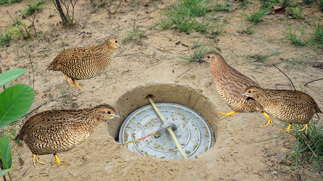 Best Unique Underground Bird Trap Using Cover Pot & Hole - How To Make ...