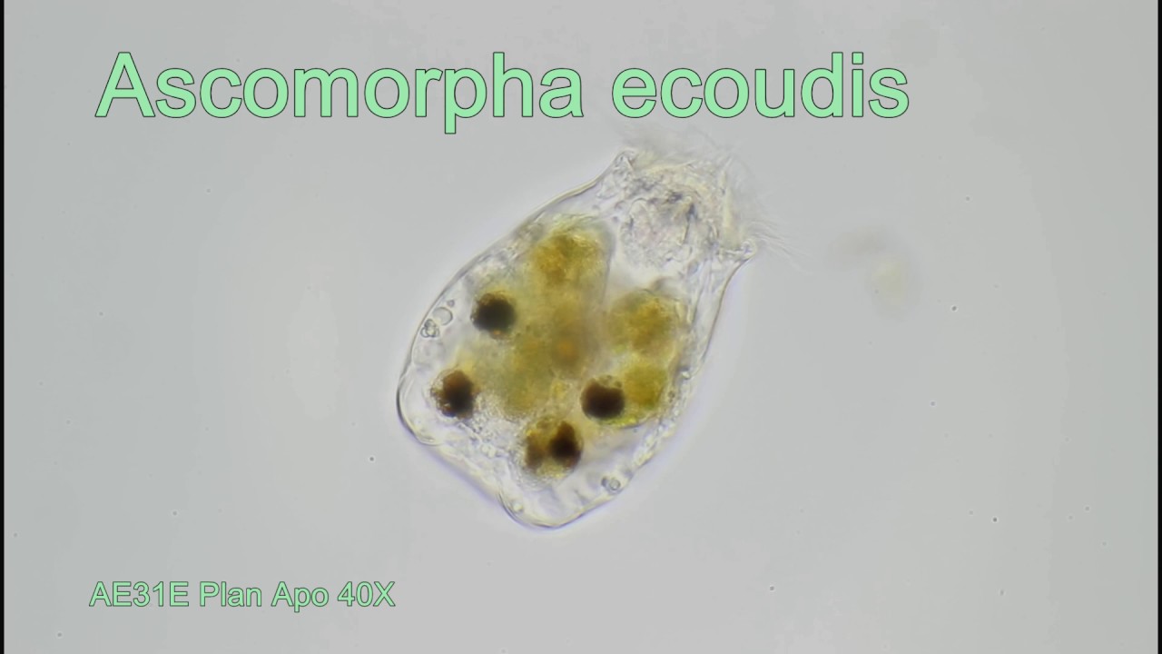 Ascomorpha ecaudis - YouTube