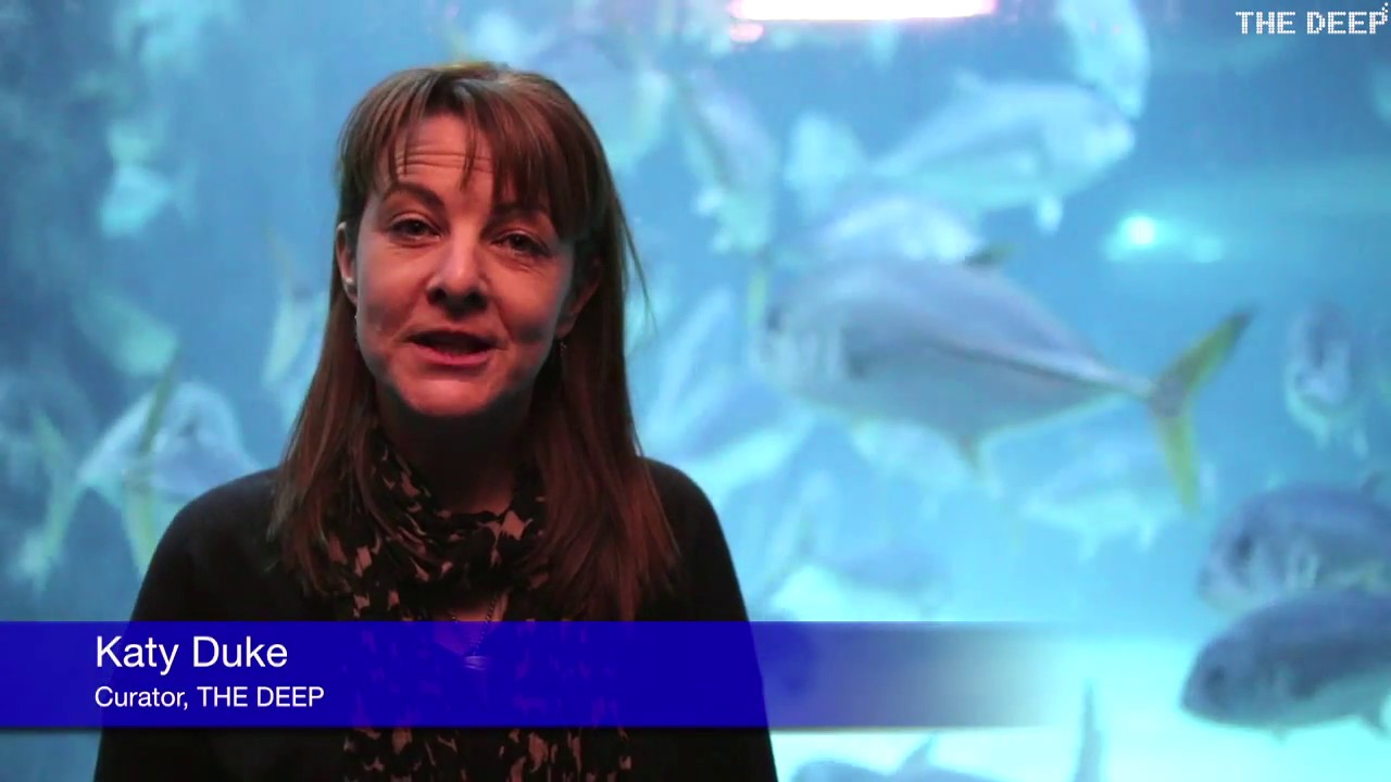 Sawfish Feeding Time | TheDeepHull - YouTube