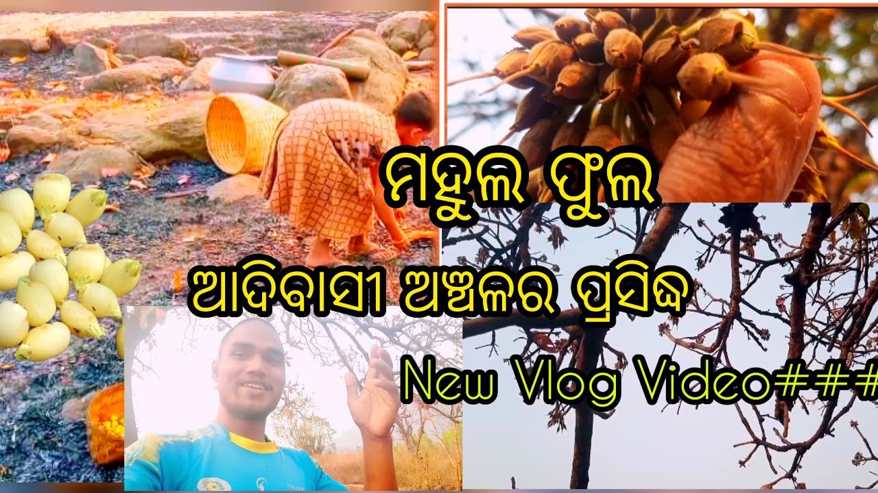 ମହୁଲ ଫୁଲ । Mahula Phula । Gana Paribesa । ଗାଁ ପରିବେଶ । Vlog Video ...