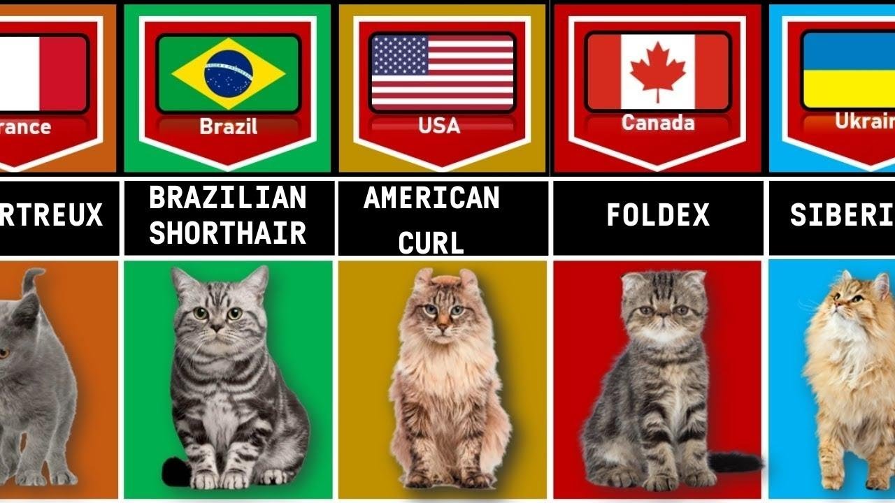 Cat Breeds From Different Countries | Cat From Different Countries ...