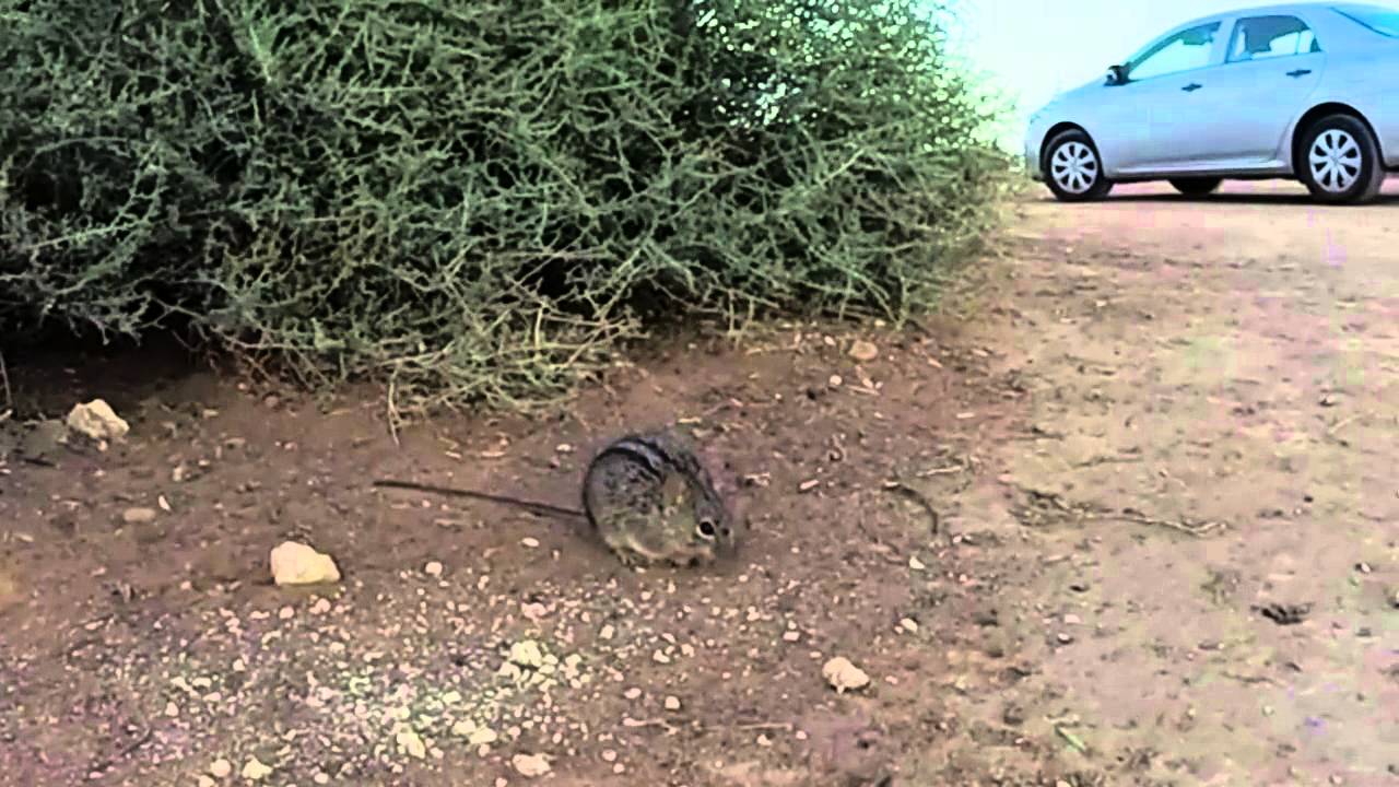 Four Striped Field Mouse - South Africa - YouTube