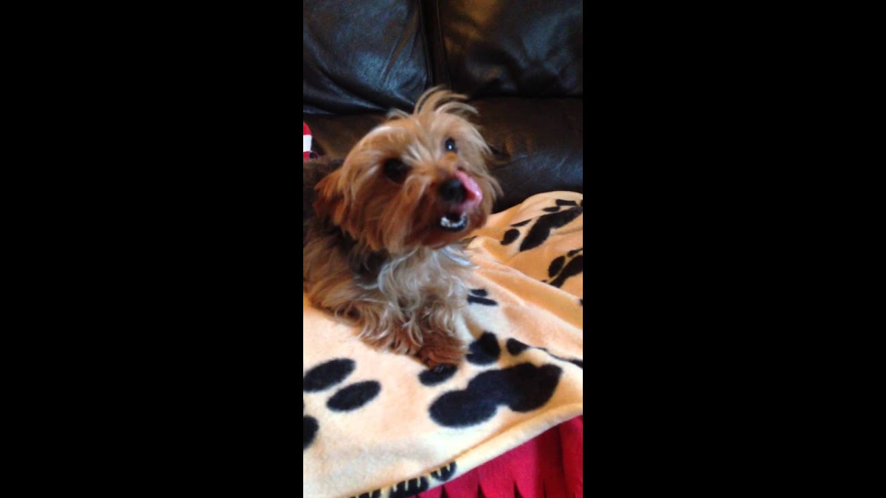 Smiling & Laughing Yorkshire Terrier - YouTube