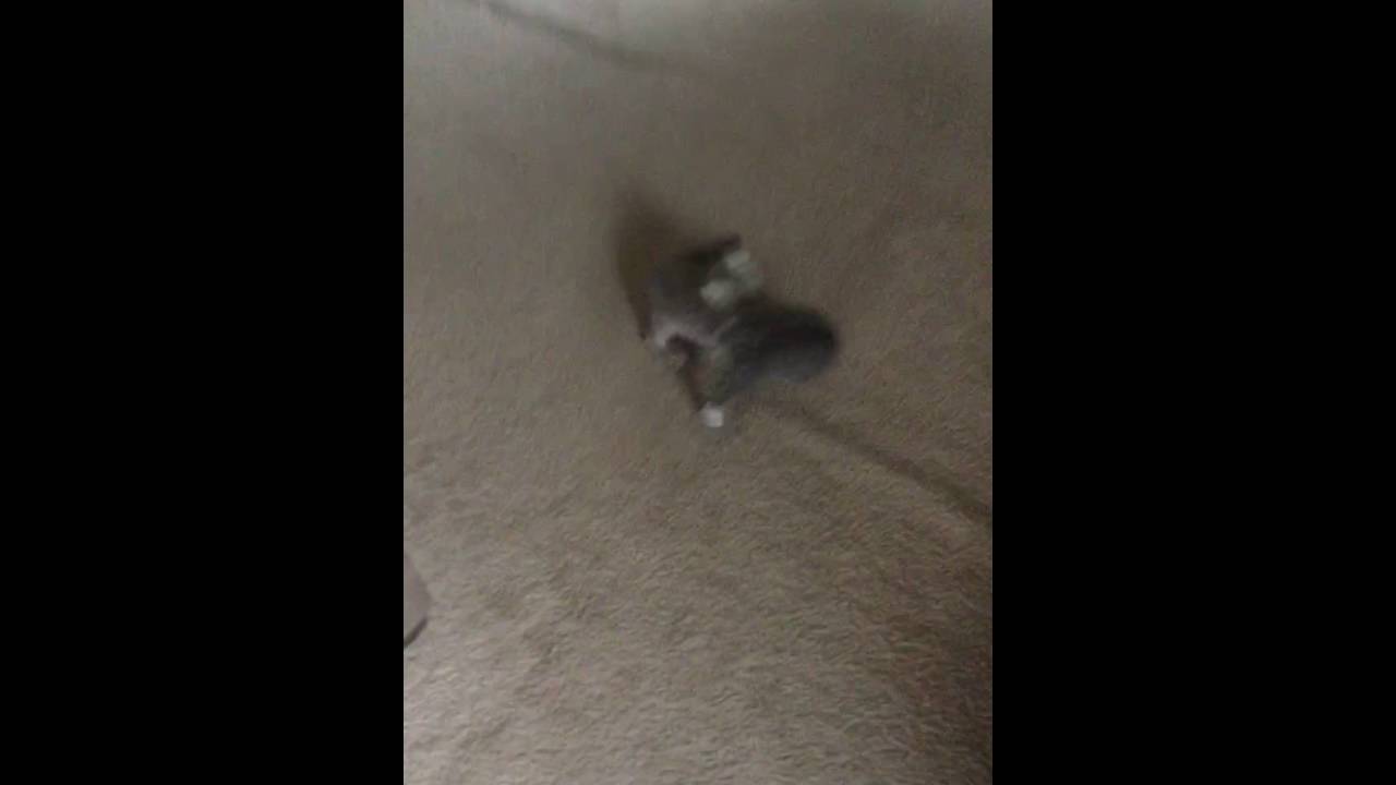 Cat Screech - YouTube