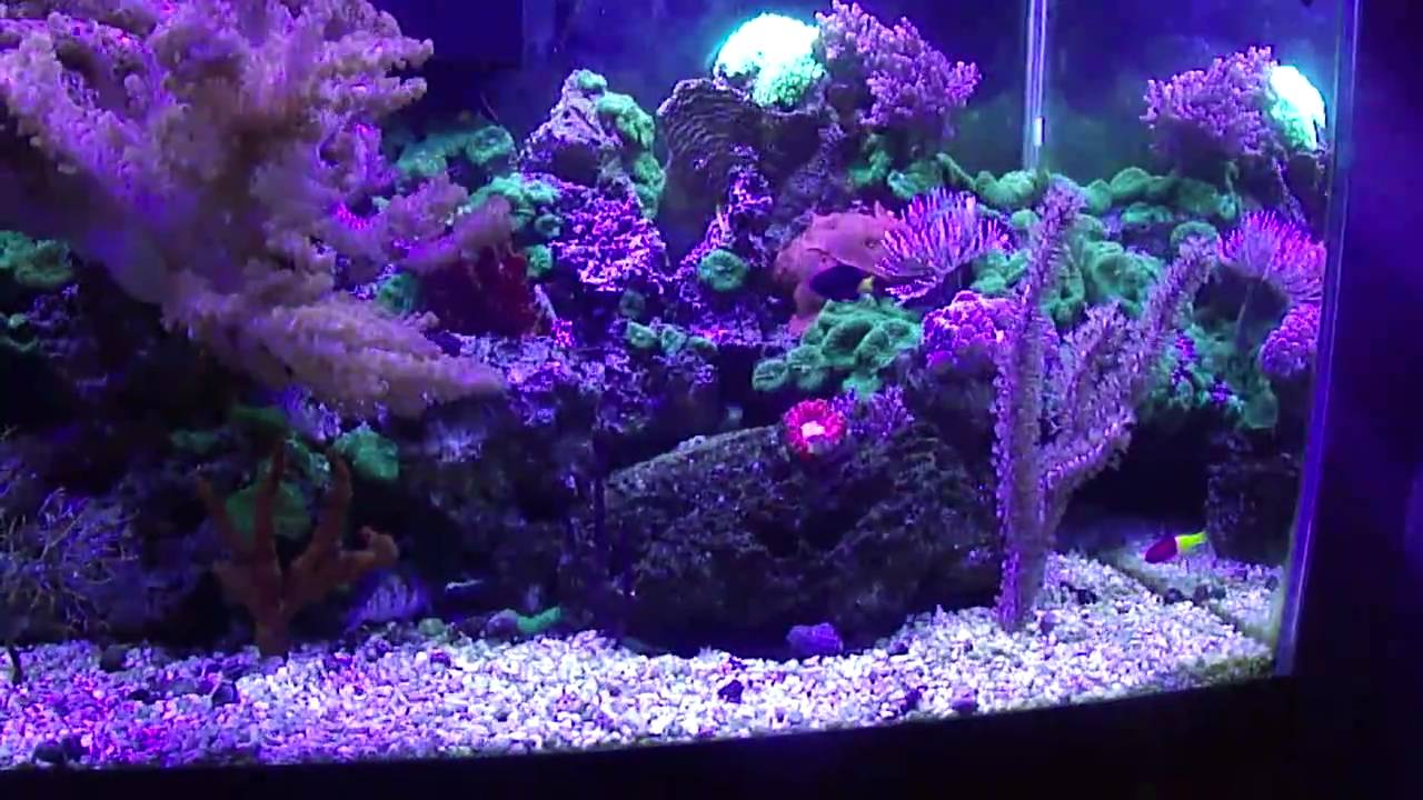 My 75 Gallon Reef Tank - YouTube