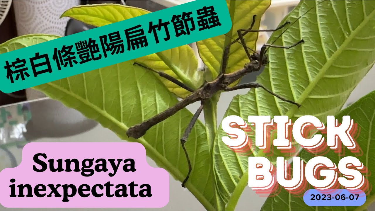 棕白條豔陽扁竹節蟲 4K畫質, Sungaya inexpectata , Stick Bugs, 4K resolution - YouTube