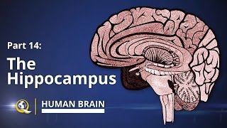 Hippocampus - Human Brain Series - Part 14