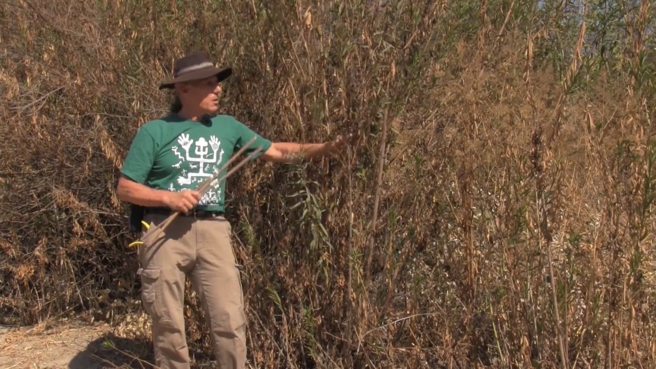 MULEFAT: a versatile native plant - YouTube
