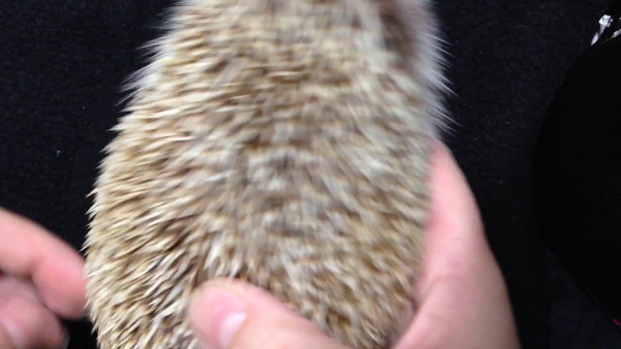 Hedgehog Care 101: sebaceous cysts and hedgehogs - YouTube