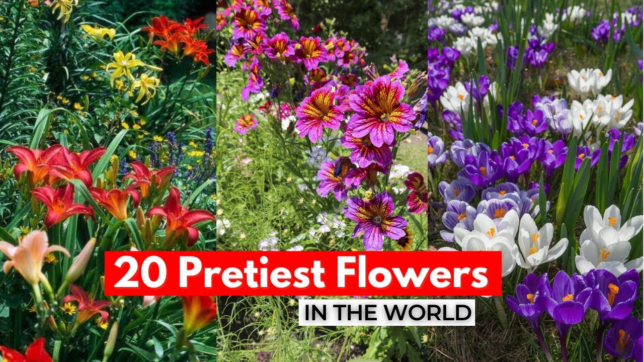 Flowers Of The World Flower Festivals Blooming Around The World