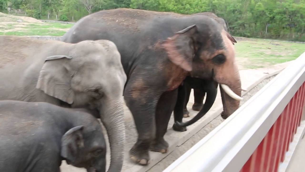 Myanmar Naypyidaw Animal Park