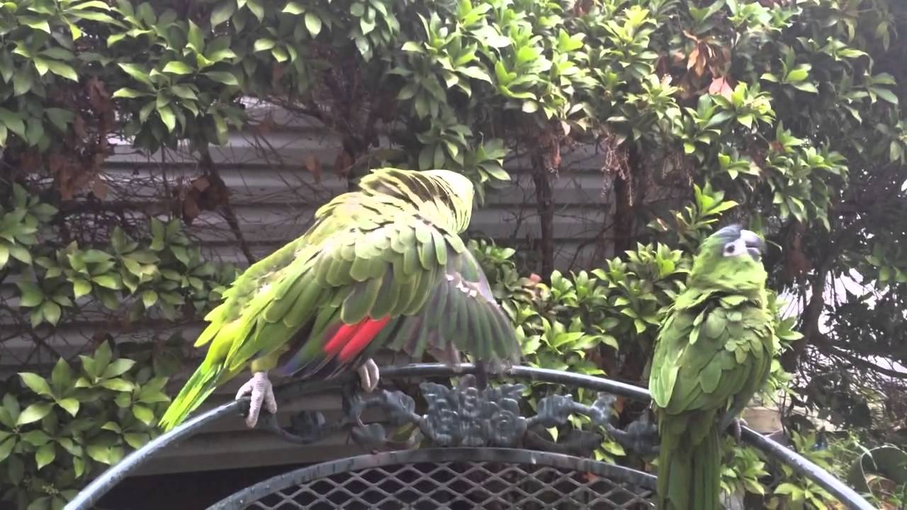 Yellow Nape Amazon and Hahn's Macaw Taking a Shower in the - YouTube