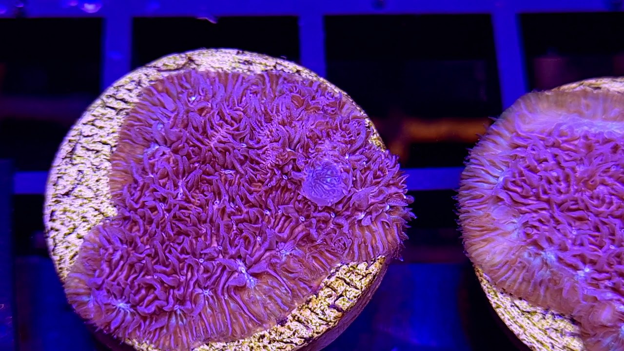 Encrusting Pavona Purple - YouTube