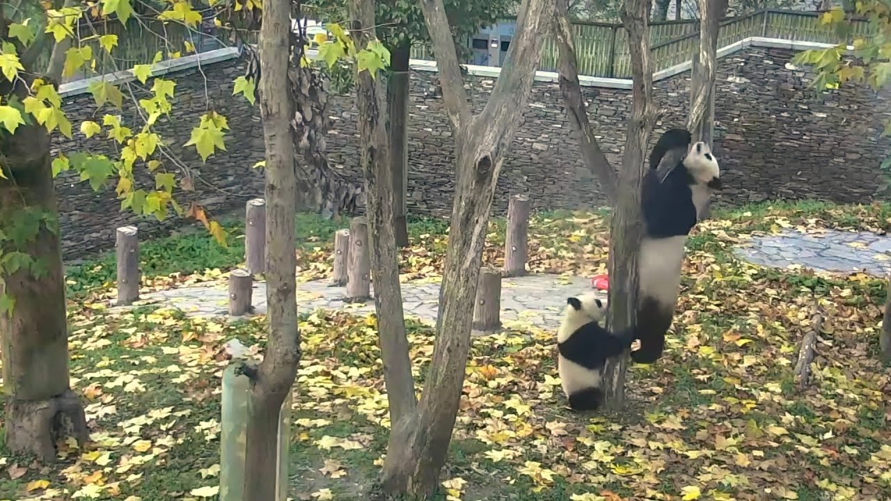 My Mom Is Bao Bao, Episode I 10-31-2022 - YouTube