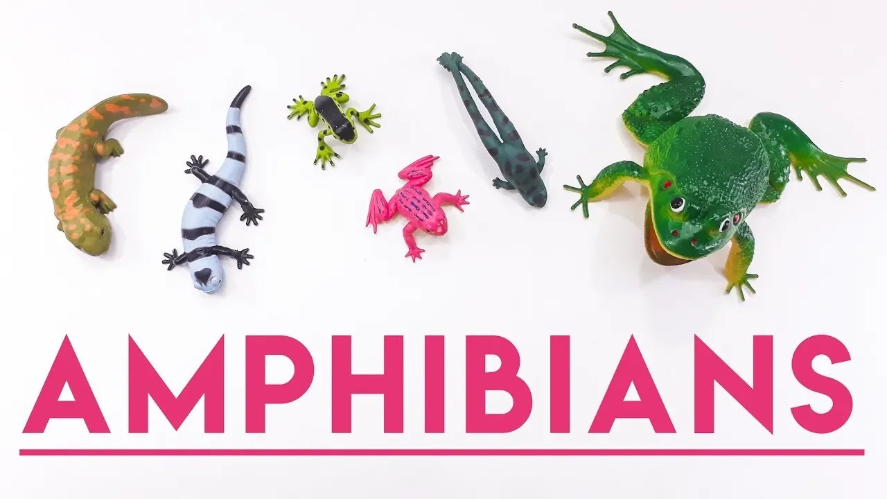Learn Amphibians with Toys || Play with toys || For Kids - YouTube