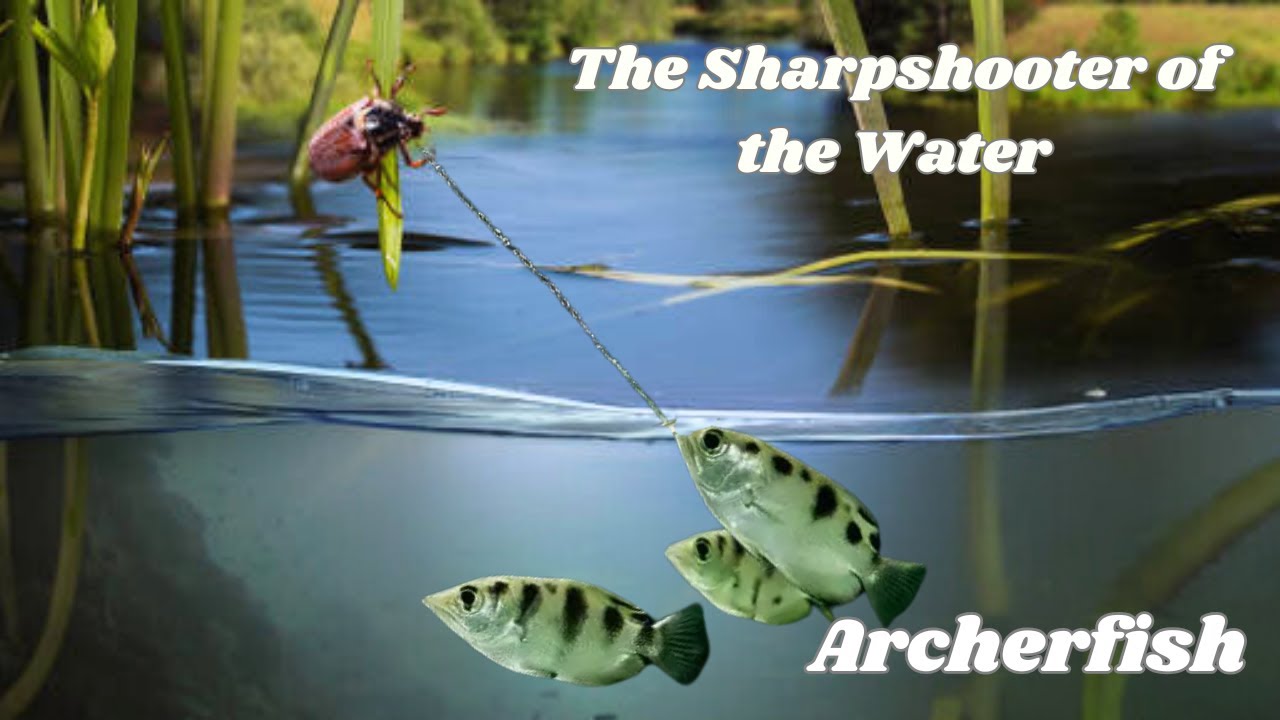 Archerfish: The Water-Precision Predator with Unbelievable Accuracy and ...
