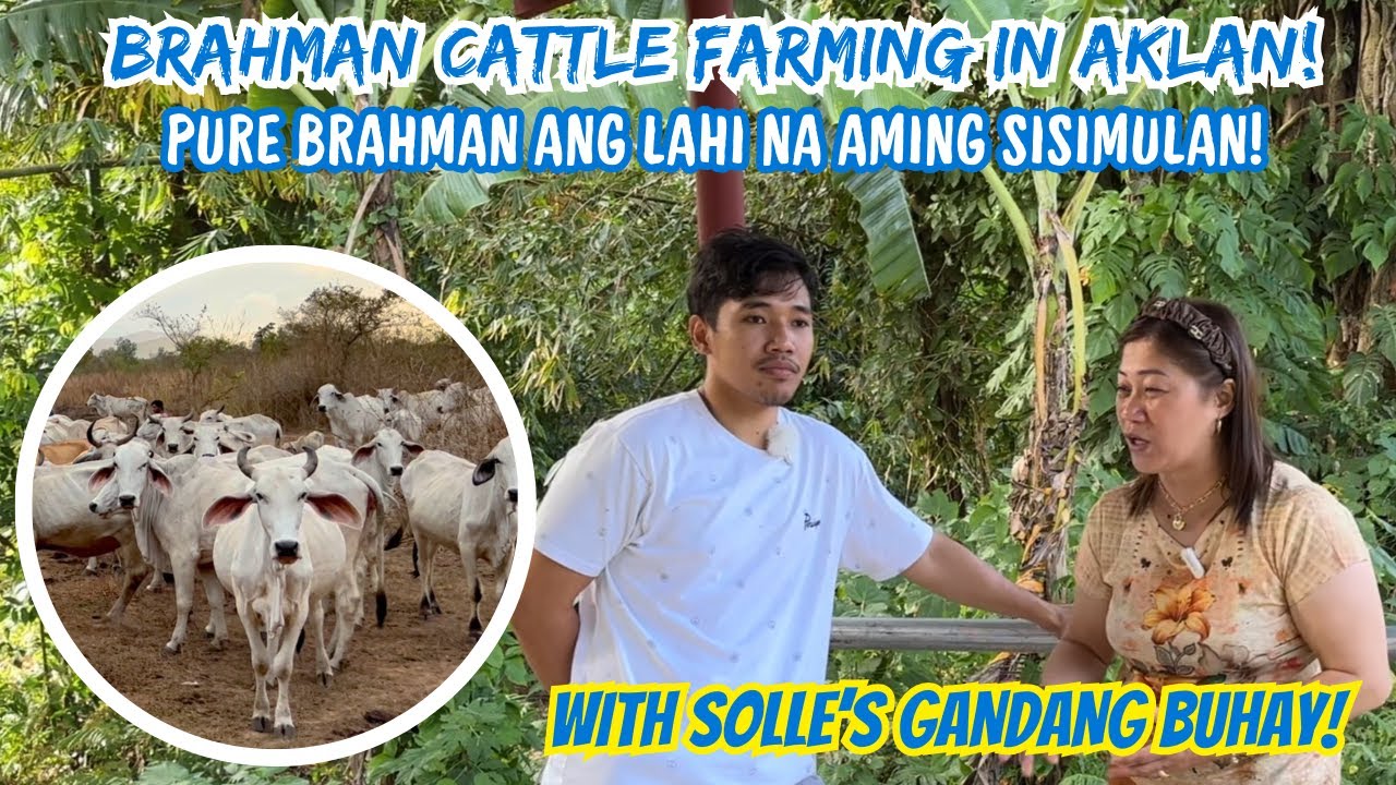 BRAHMAN CATTLE FARMING IN AKLAN! PURE BRAHMAN ANG AMING SISIMULAN ...