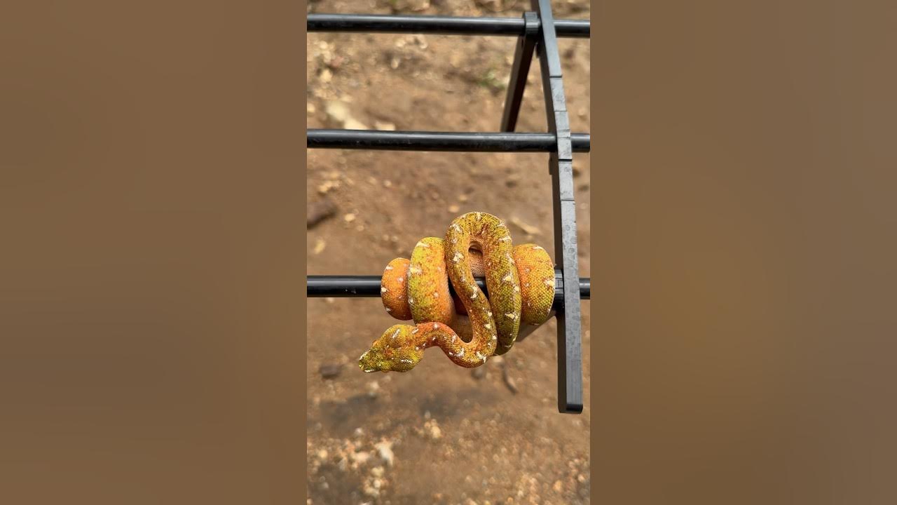 Designer Green Tree Pythons never get boring. 🤓🐍🔥 - YouTube