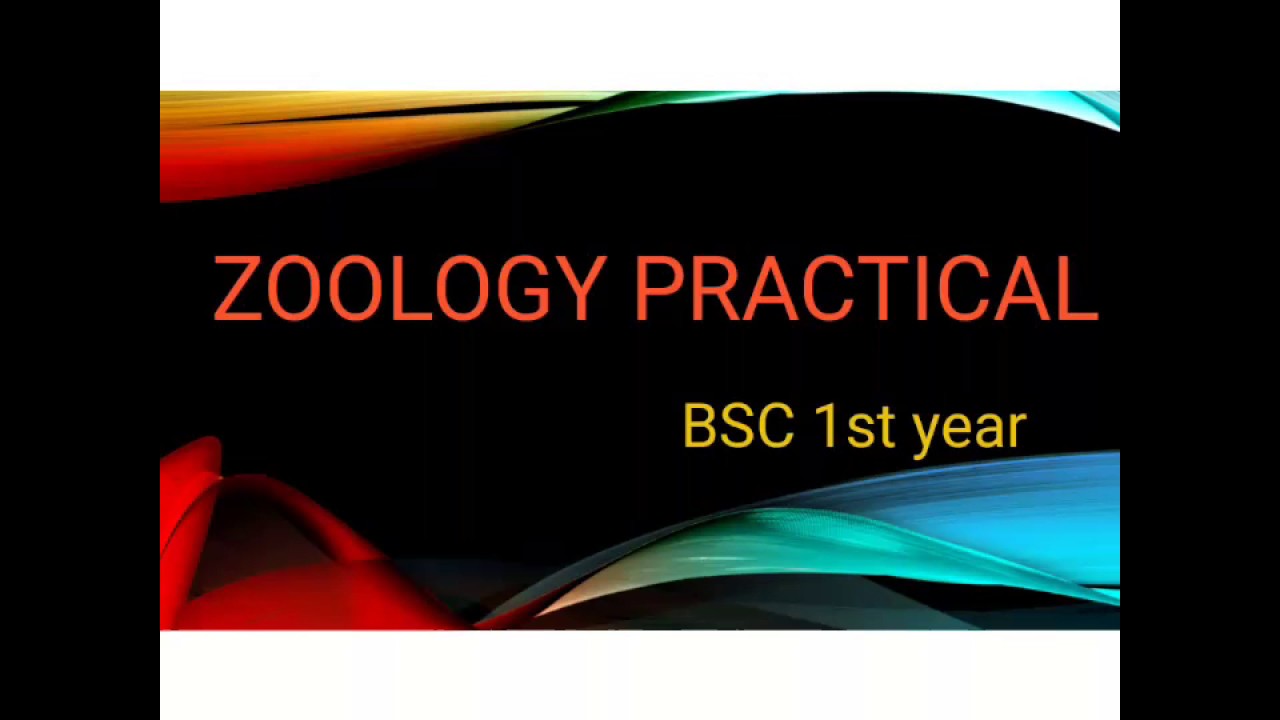 Zoology Practical Bsc 1st Year YouTube zoology-practical-bsc-1st-year-youtube
