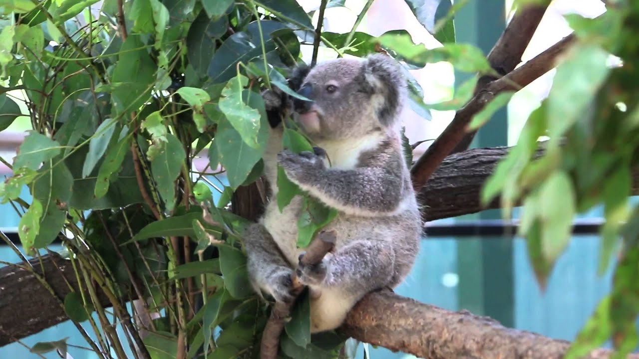 Koala qui mange - YouTube