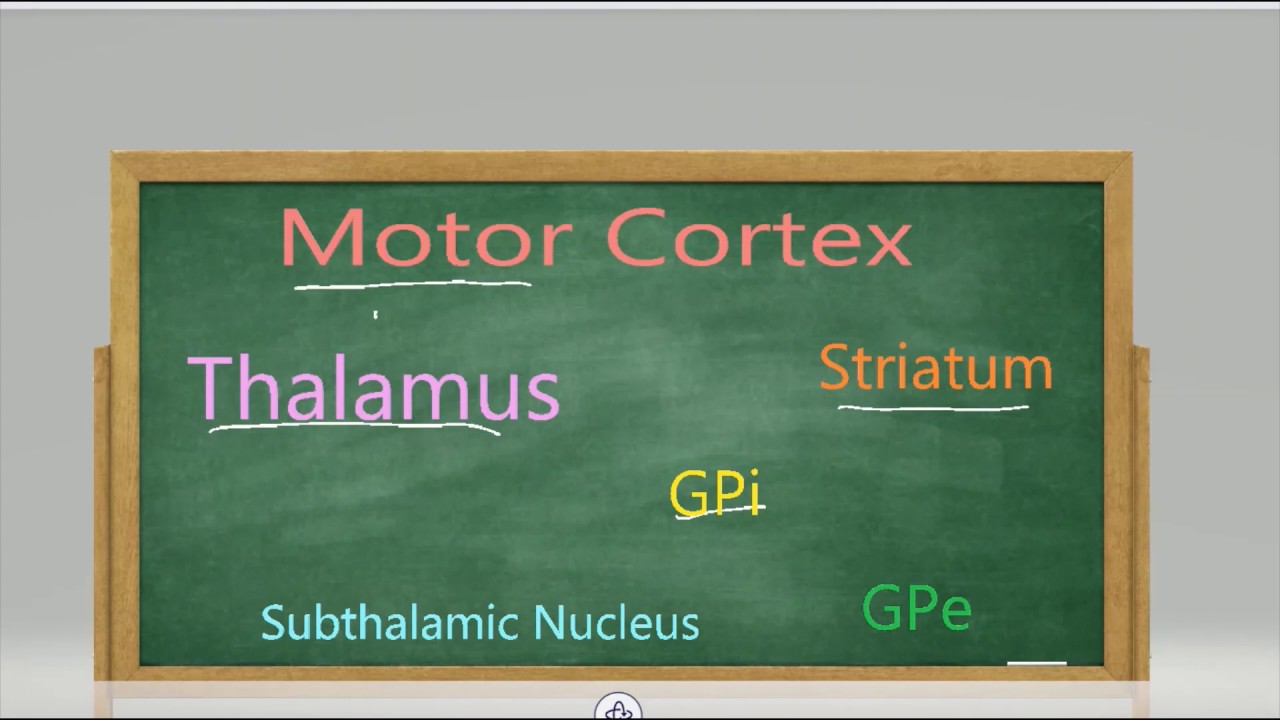 Basal Ganglia - Direct & Indirect Pathways (Mnemonic) - YouTube