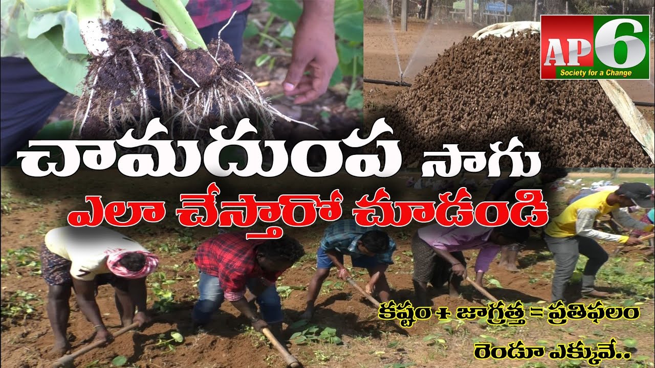 Chamadumpa Cultivation | Best Farming Technics | చామదుంప సాగు పూర్తి ...