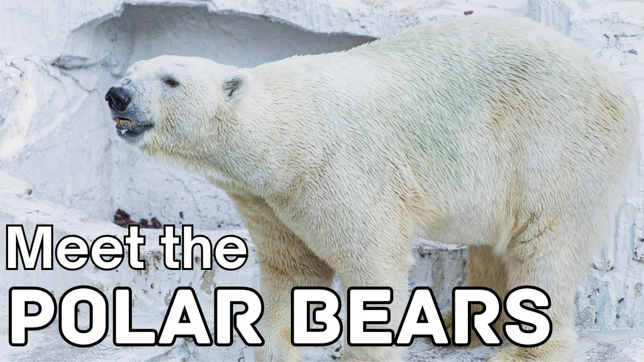 Polar Bears - Kings of the Arctic - YouTube