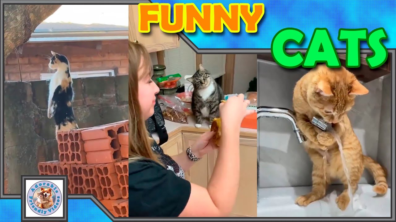 Laugh with this funny cat compilation! #042 Comment your favorite ...
