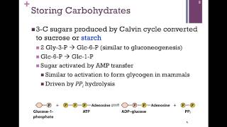 119-Storing Carbohydrates