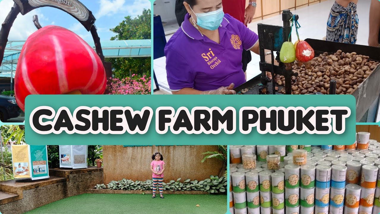 cashew farm Phuket city thailand - YouTube