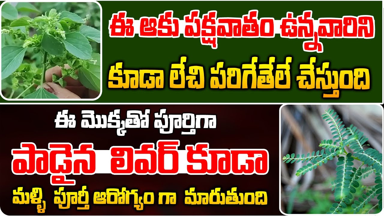 Pakshavatham remedies in telugu | Liver problems in Telugu | Medicinal ...