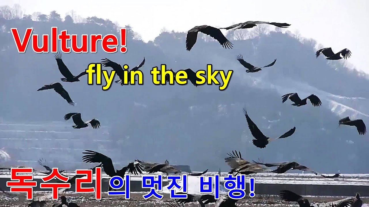 하늘의 제왕 독수리, Vulture! fly in the sky 독수리들에게 먹이주기. 독수리의 비행! 하늘을 날다 ...