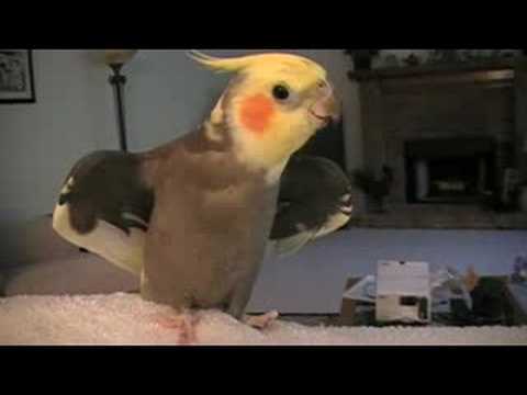 Cockatiel Talking and Whistling - YouTube