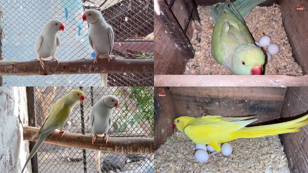White Ringneck Parrot Breed | Yellow Ringneck Parrot Breeding Setup ...