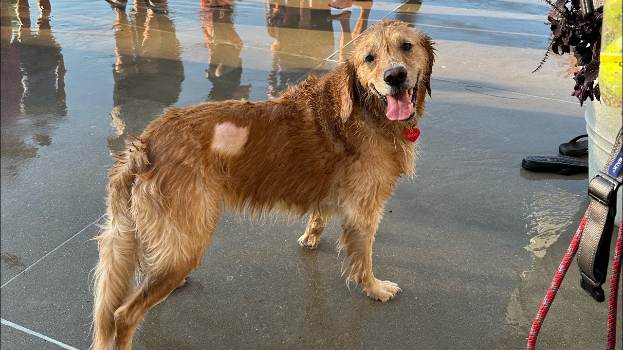 Dog Swim at the Pool with our Golden Retriever! #autism #nonverbal # ...