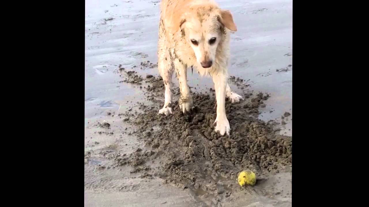 Een gefrustreerde hond op het strand - YouTube