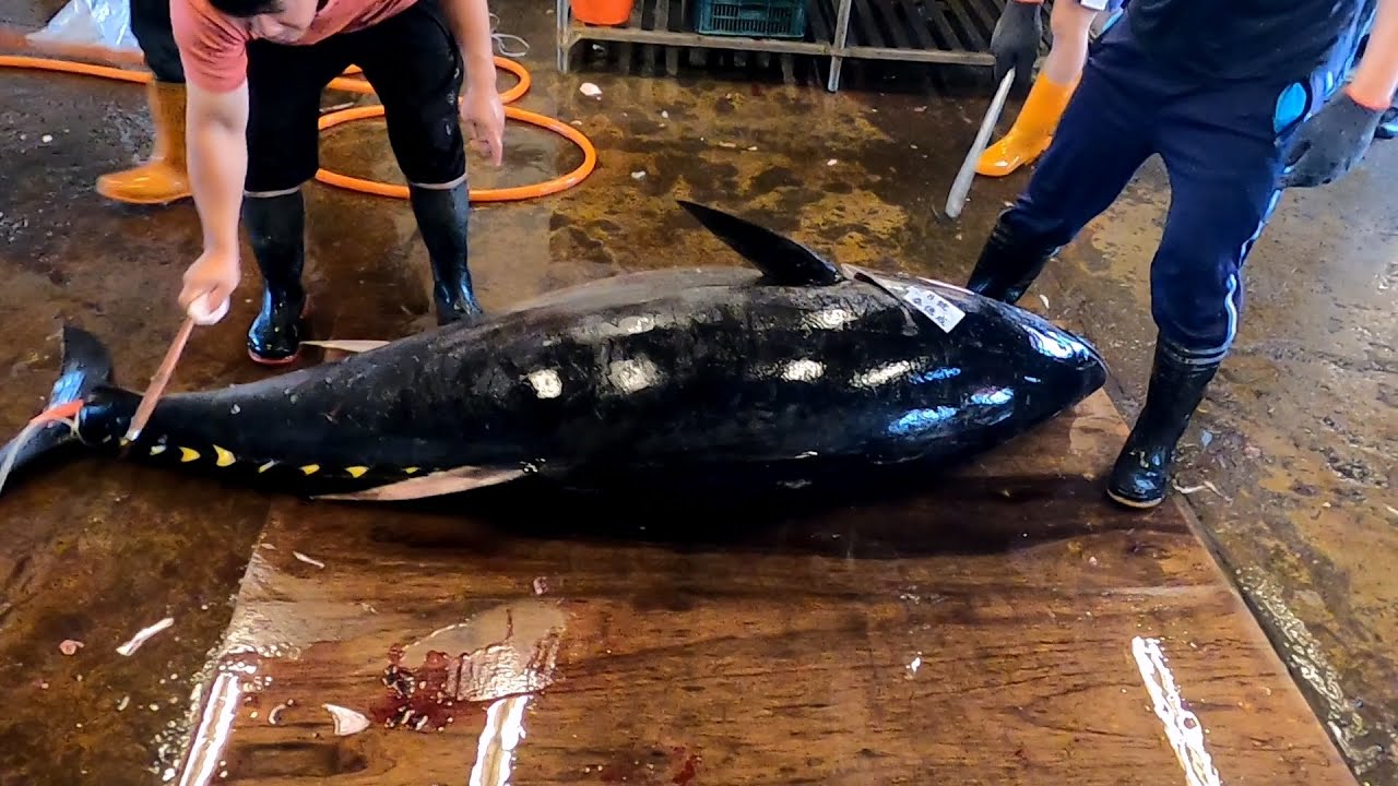 An enormous 550-kilogram monster-sized bluefin tuna #bluefintuna - YouTube