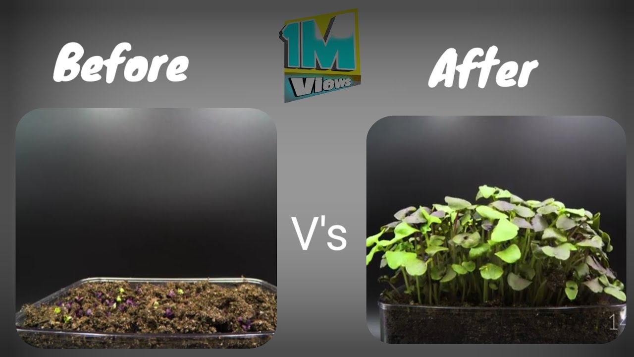Thanks for 10M views || Growing Purple Basil Microgreens || Time Lapse ...