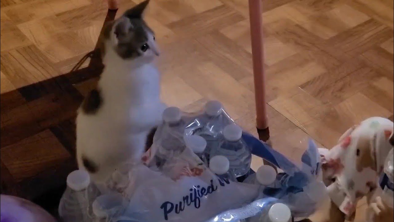 put that back - YouTube