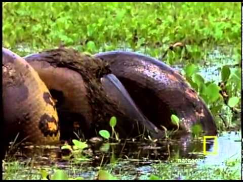 Anaconda Kocaman Avını Böyle YUTTU !