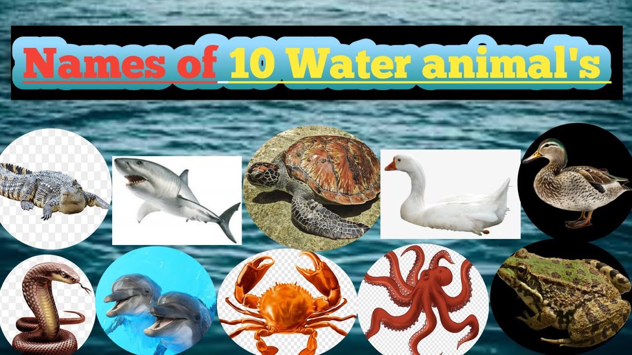 Ten Water Animal's name!🦈🐌#kidslearning #wateranimals wateranim - YouTube