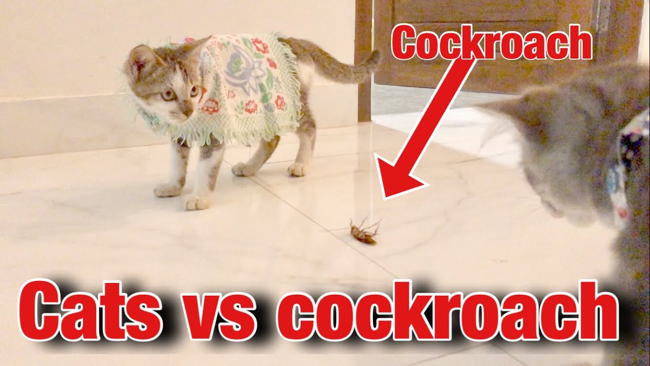 Cats vs cockroach #cats #catlovers - YouTube
