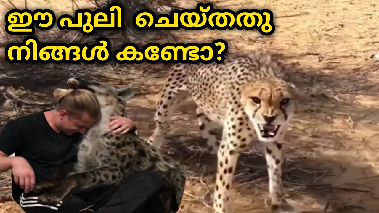 Aggressive Cheetah Attacks | How to Tame A Cheetah - YouTube