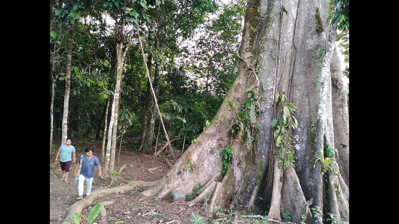 CEIBO MILENARIO GIGANTE DEL AMAZONAS - YouTube